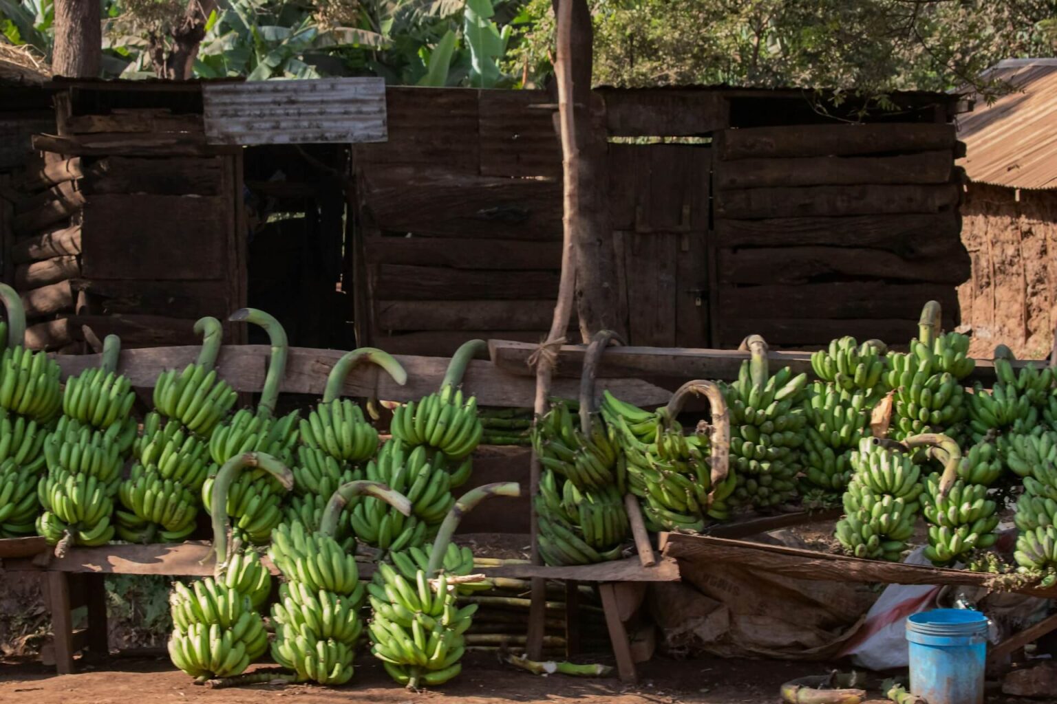 5 Challenges & Solutions in Banana Logistics | Produce Leaders
