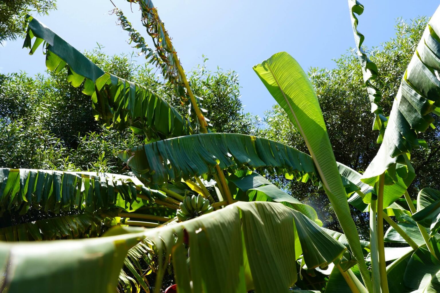 5 Key Channels in Banana Distribution Networks | Produce Leaders