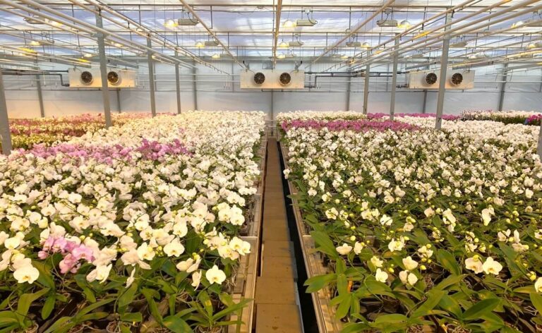 CosMic Plants: Shipping More Than 25,000 Orchids Each Week | Produce ...