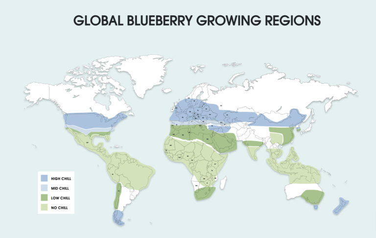 SEKOYA: Revolutionizing The Blueberry Market | Produce Leaders