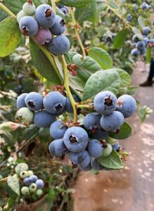 SEKOYA: Revolutionizing The Blueberry Market | Produce Leaders