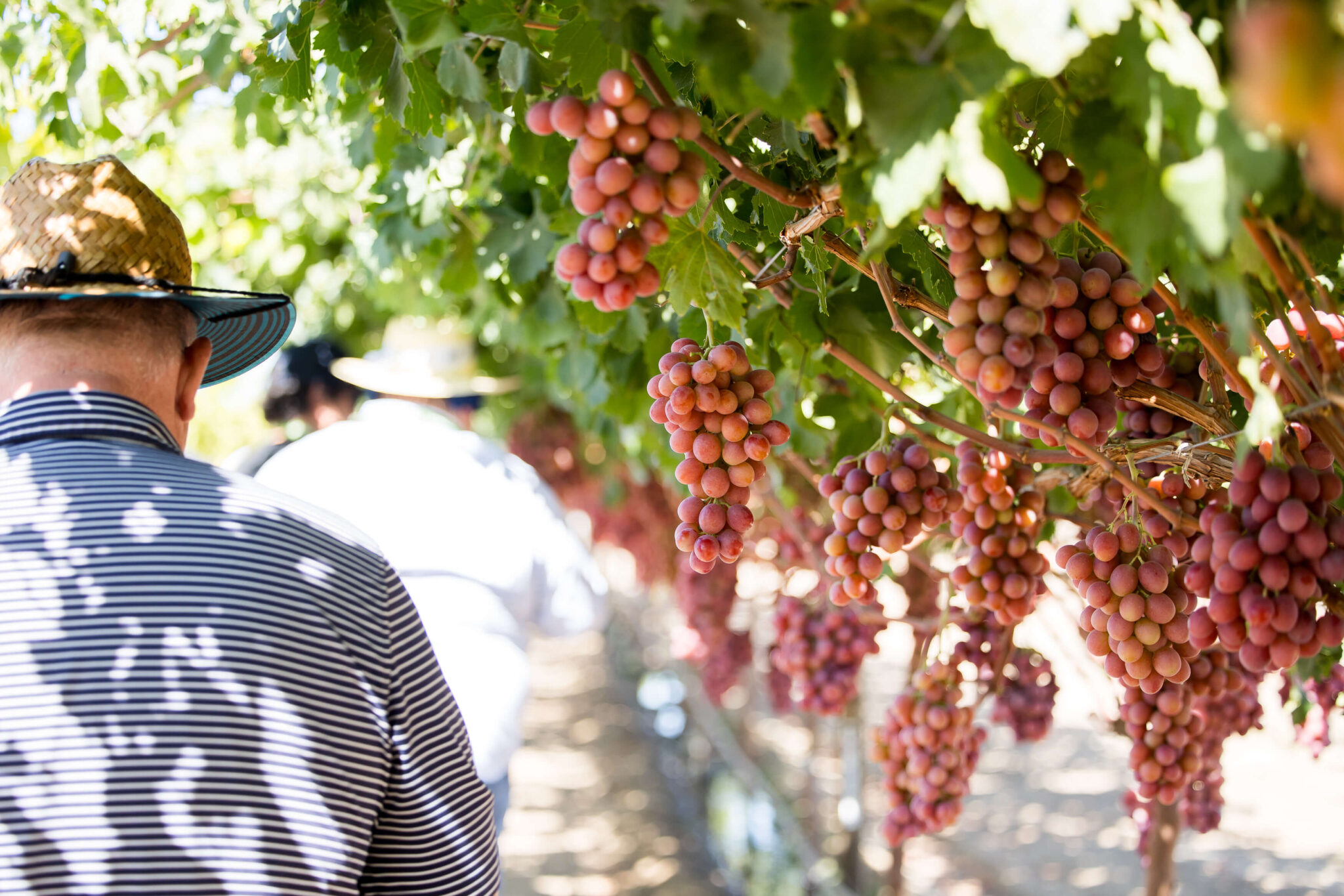 Sun World International Unveils Innovative Grape Varieties at Annual ...