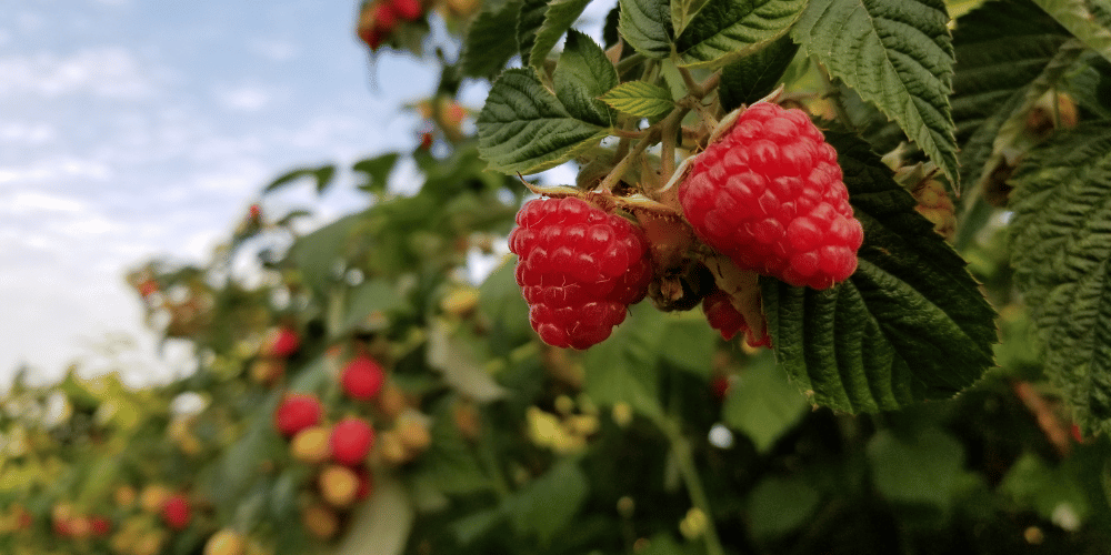 Naturipe Farms Sets New Record with Exceptional Raspberry Harvest ...