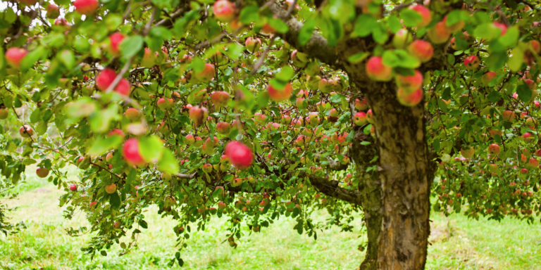 Climate-Resilient Apples: New Varieties Bred to Withstand Heat ...