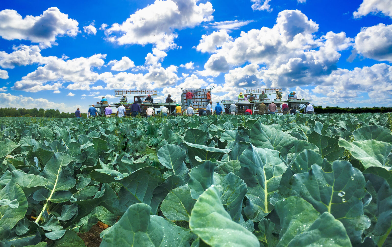 Fourth-Generation Grower Hapco Farms Highlights Fresh Solutions at 2024 ...
