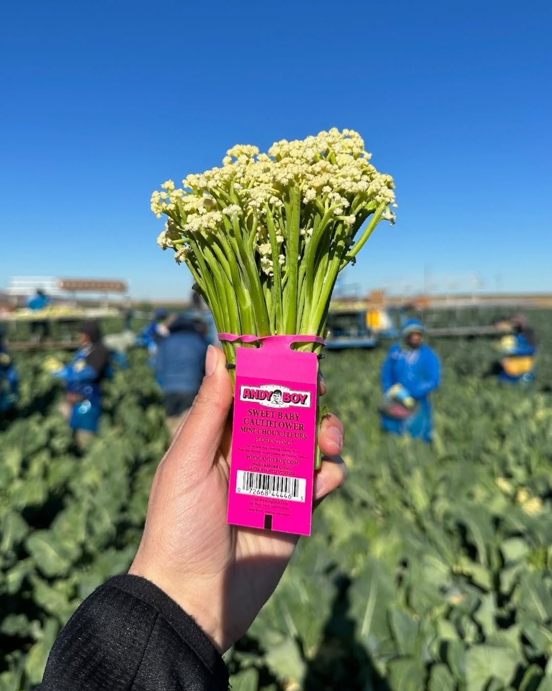 Andy Boy Highlights Sustainability at the 2024 NY Produce Show ...