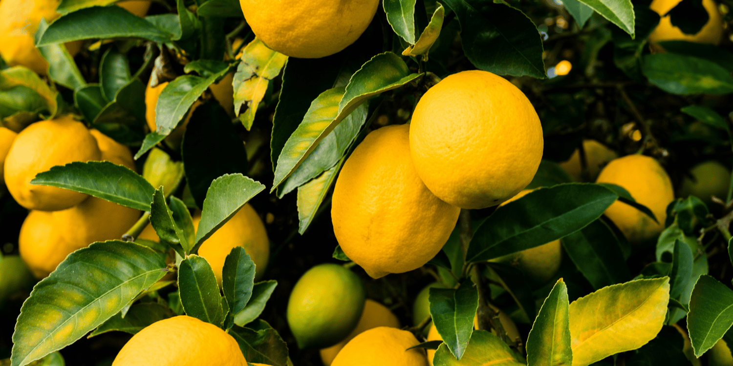 Wonderful's Seedless Lemons Debut | Produce Leaders
